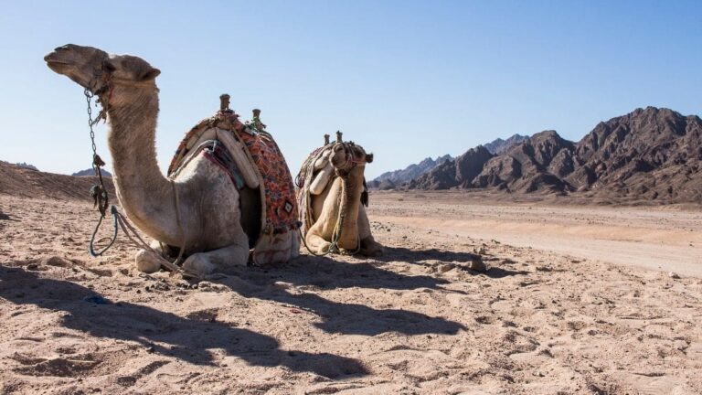 Prophet Hijrah - IslamOnline