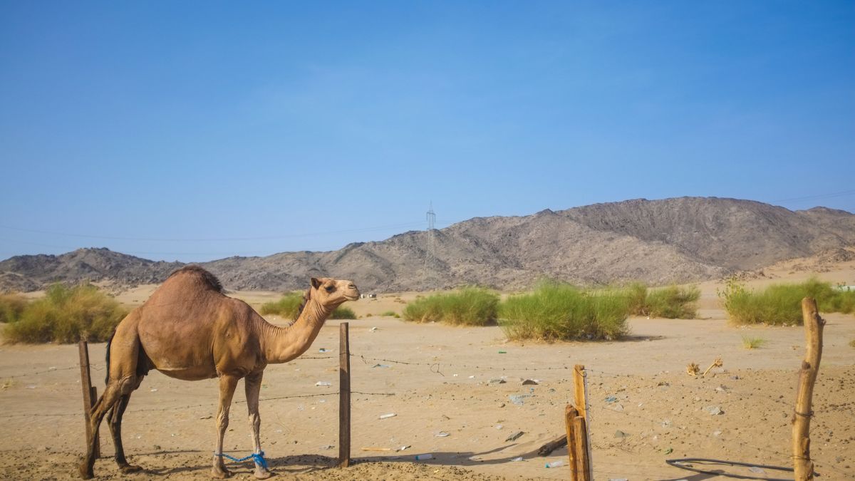 Inspired by the Prophet's Wisdom: The Prophet’s Wisdom at Al-Hudaibiyah ...