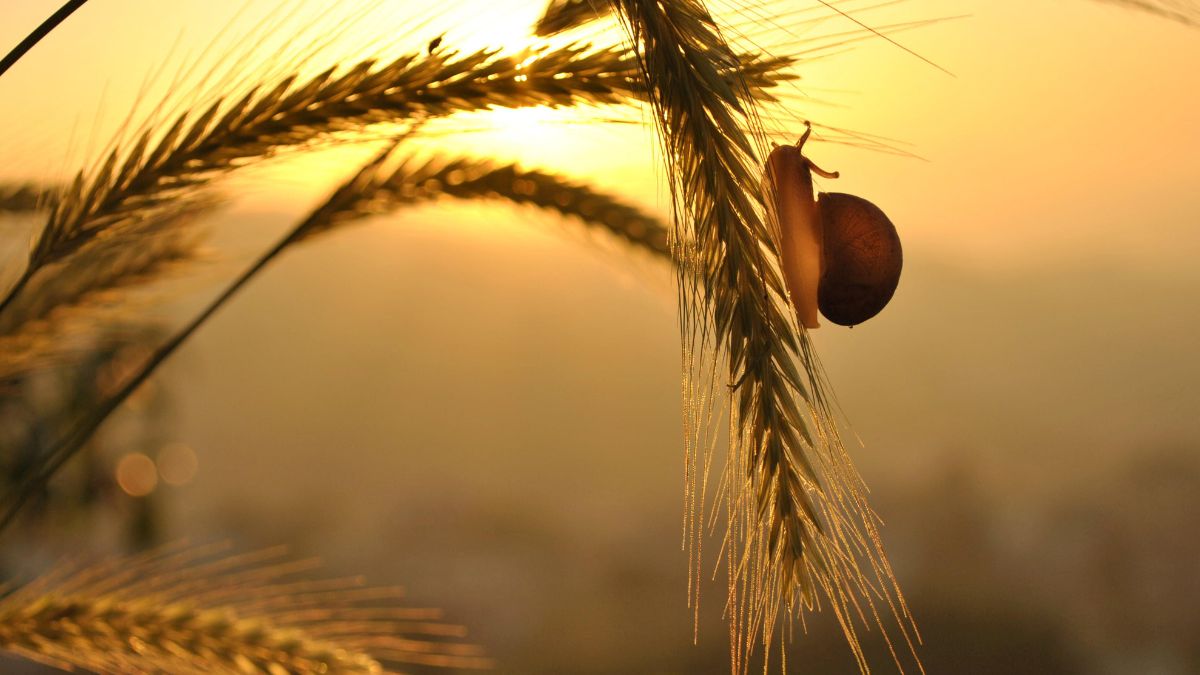 Tranquility of the Heart - Allah is with the Patient - IslamOnline